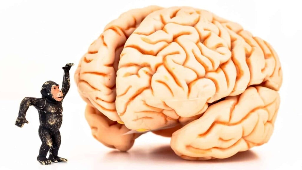 20 Smartest Animals in the World (And What Makes Them Smart)