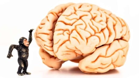 20 Smartest Animals in the World (And What Makes Them Smart)