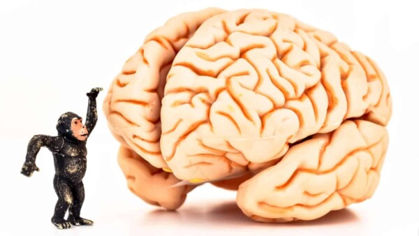 20 Smartest Animals in the World (And What Makes Them Smart)