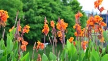 Canna Lily Guide: How to Grow and Care for Canna Bulbs