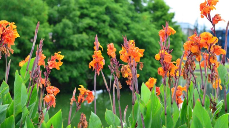 Canna Lily Guide: How to Grow and Care for Canna Bulbs