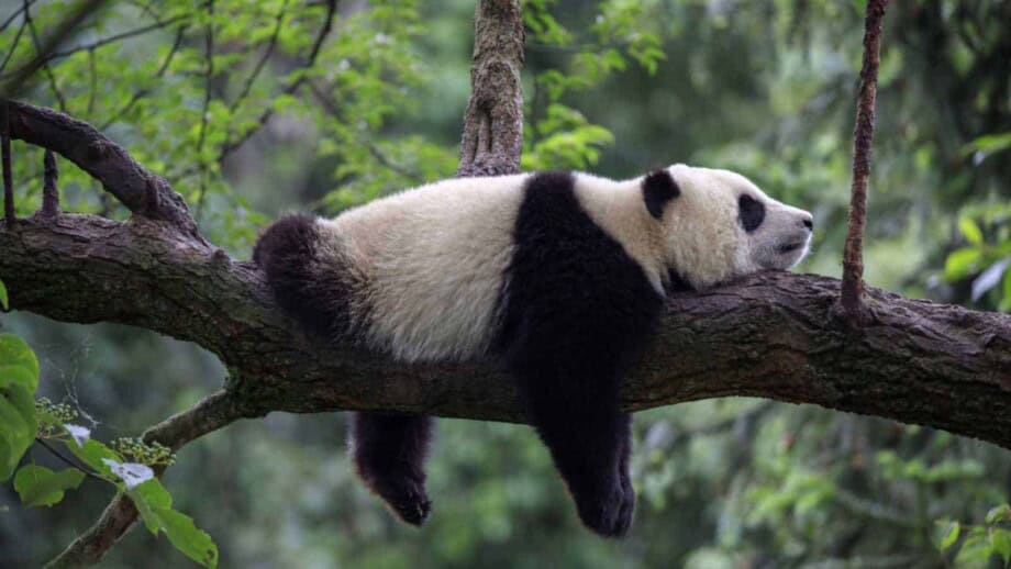 The 20 Dumbest Animals in the World (Updated for 2024)