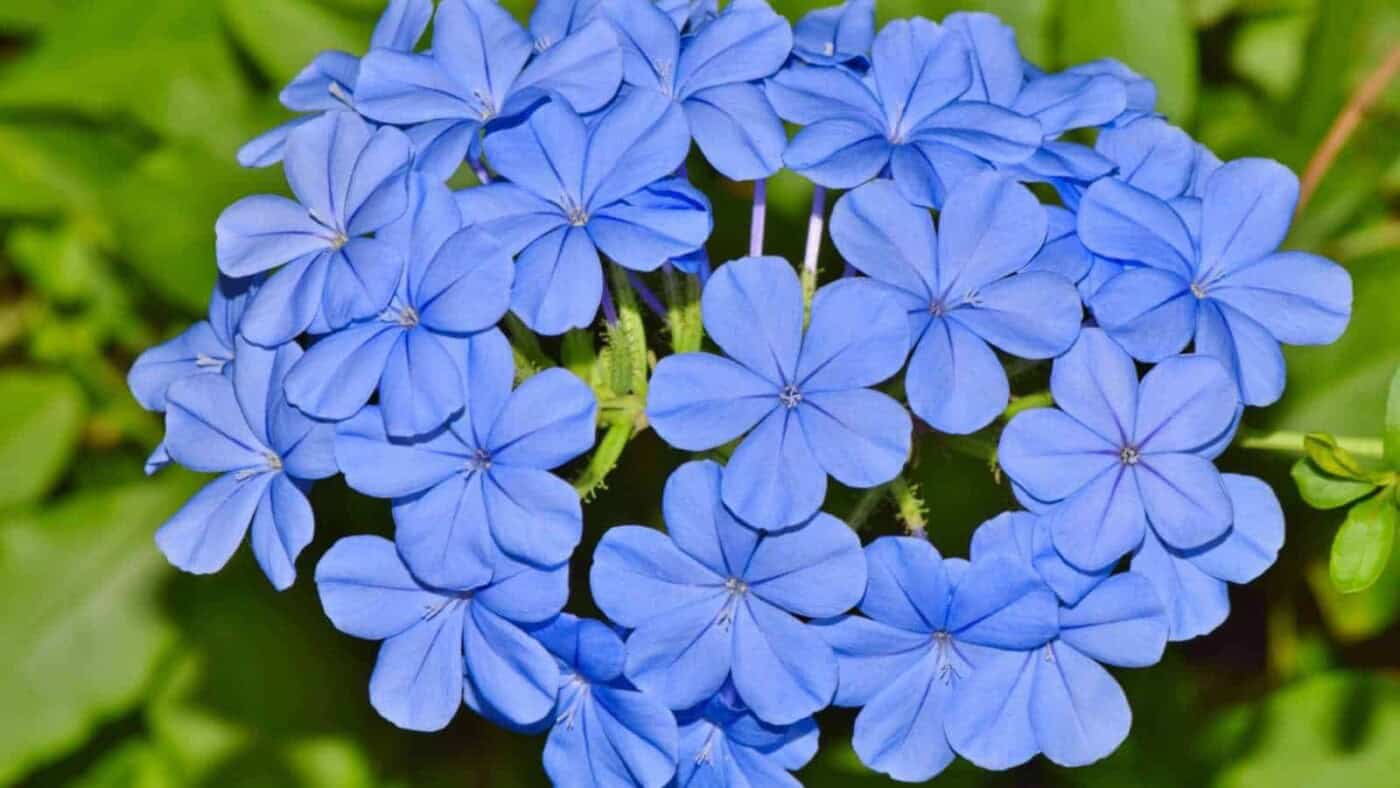 Plumbago Plants: How to Grow and Care for Plumbago