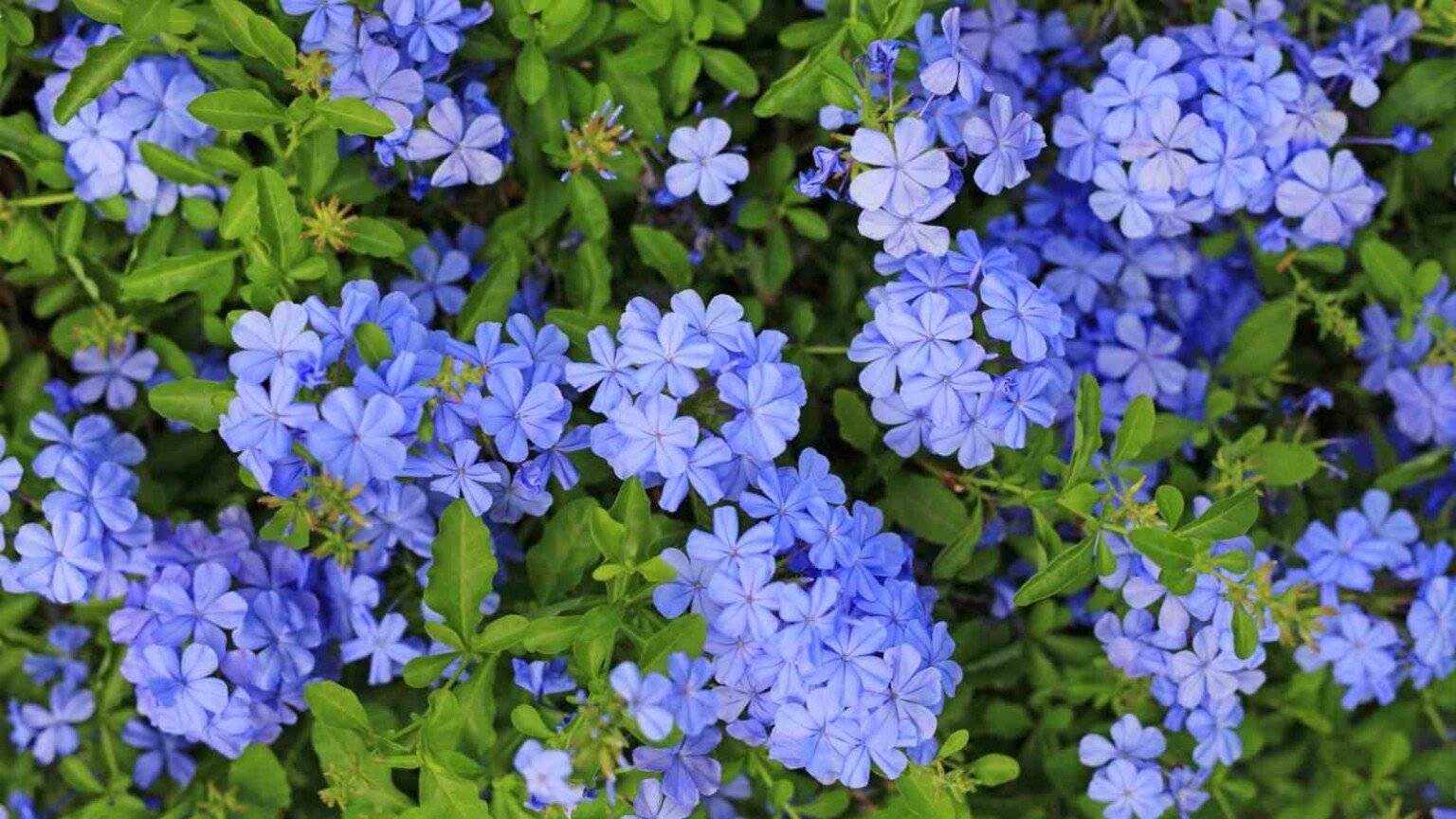 Plumbago Plants: How to Grow and Care for Plumbago