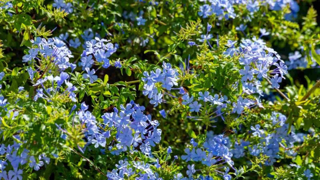 Plumbago Plants: How to Grow and Care for Plumbago