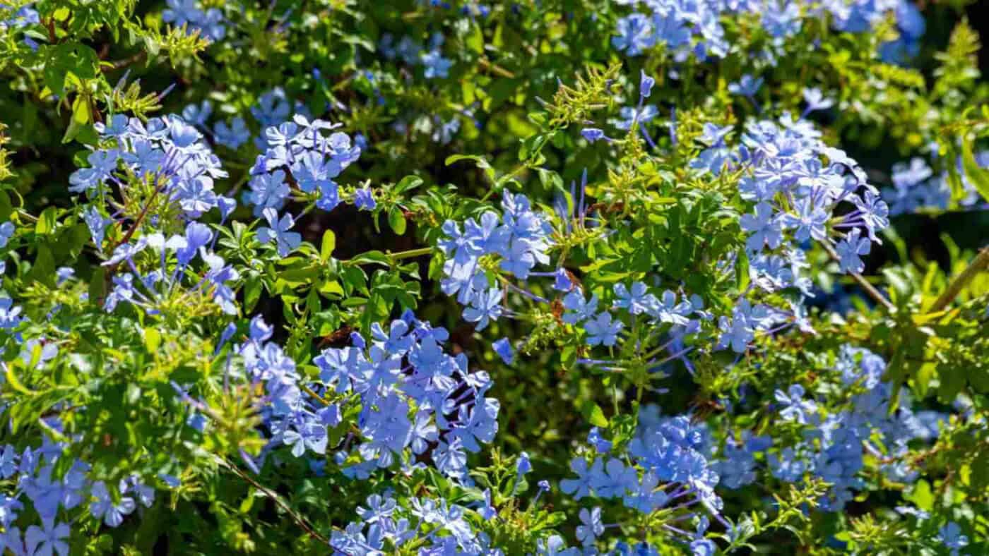 Plumbago Plants: How to Grow and Care for Plumbago