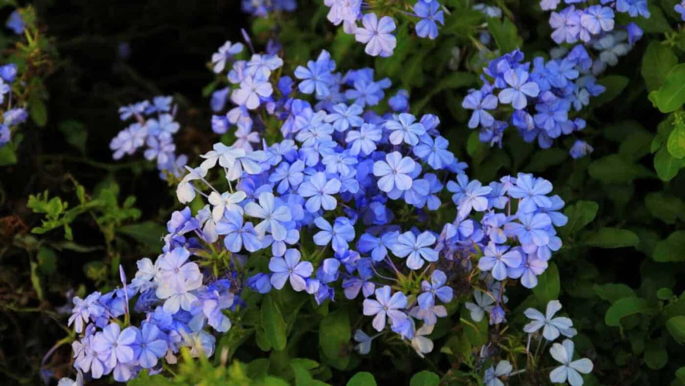 Plumbago Plants: How to Grow and Care for Plumbago