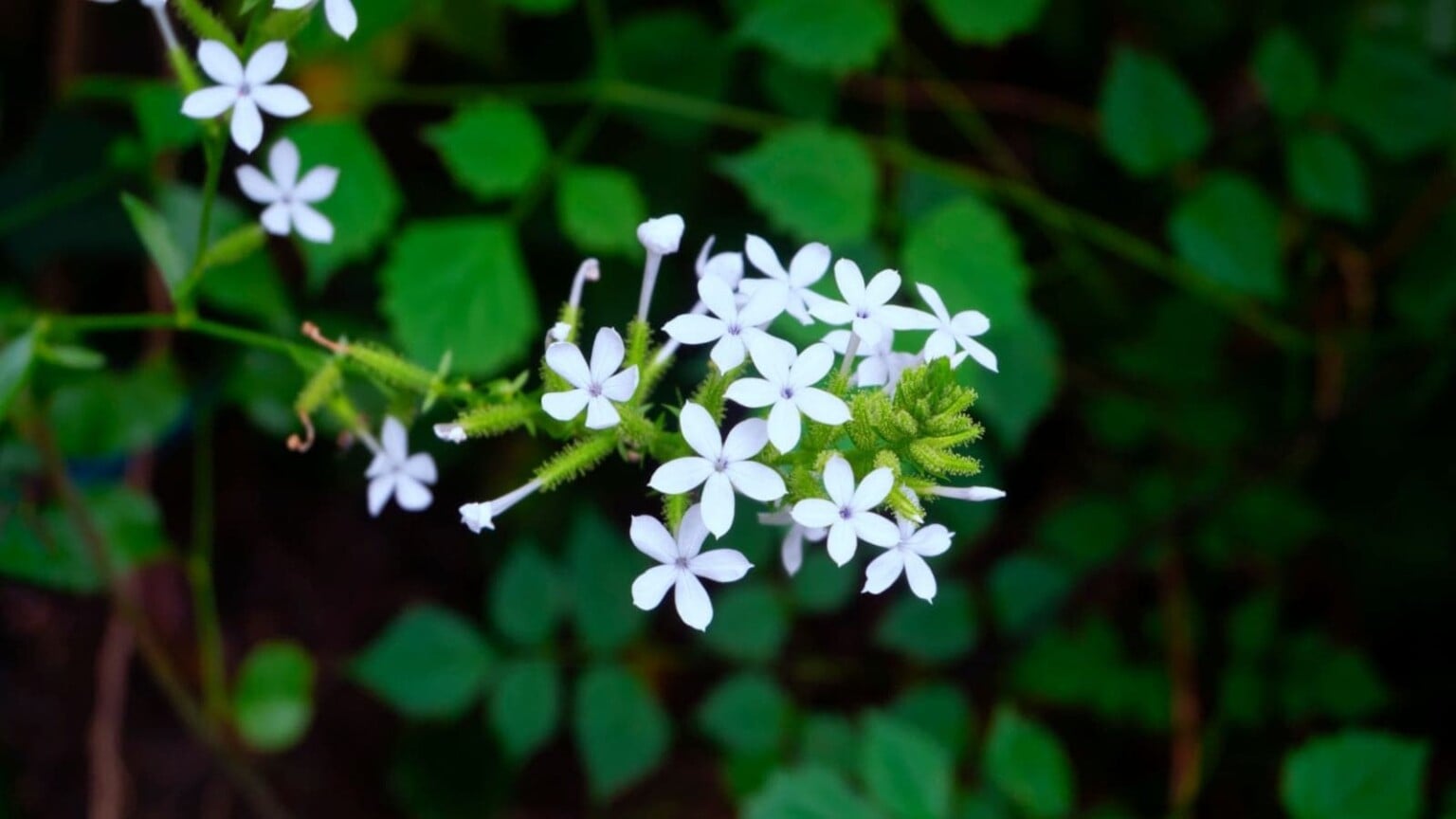 Plumbago Plants: How to Grow and Care for Plumbago