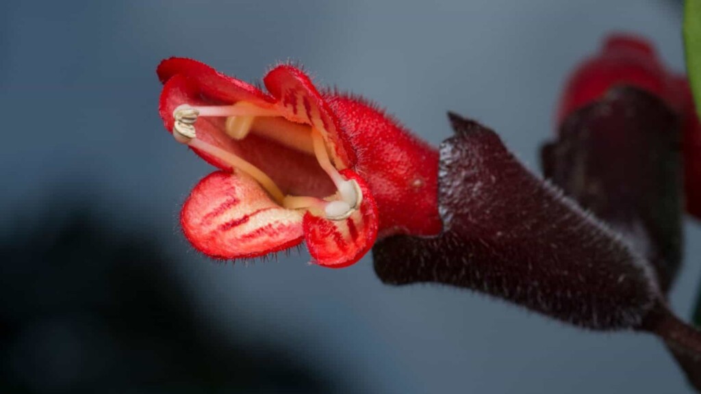 How to Grow and Care for Lipstick Plant (Complete Guide)