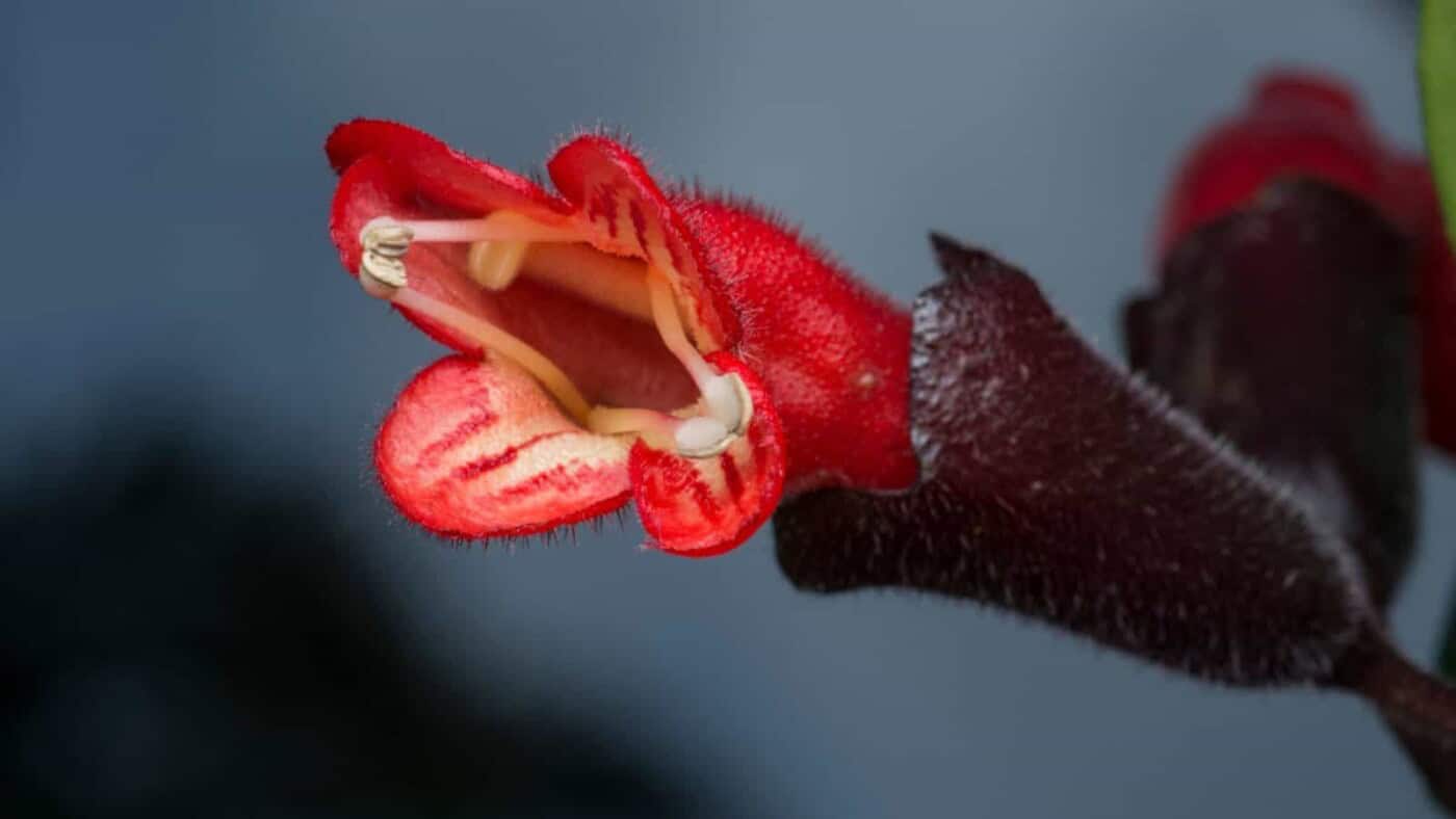 How to Grow and Care for Lipstick Plant (Complete Guide)