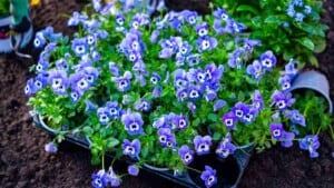 Violet Flower: How to Plant, Grow, and Care for Viola
