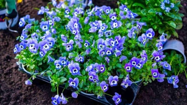 Violet Flower: How to Plant, Grow, and Care for Viola