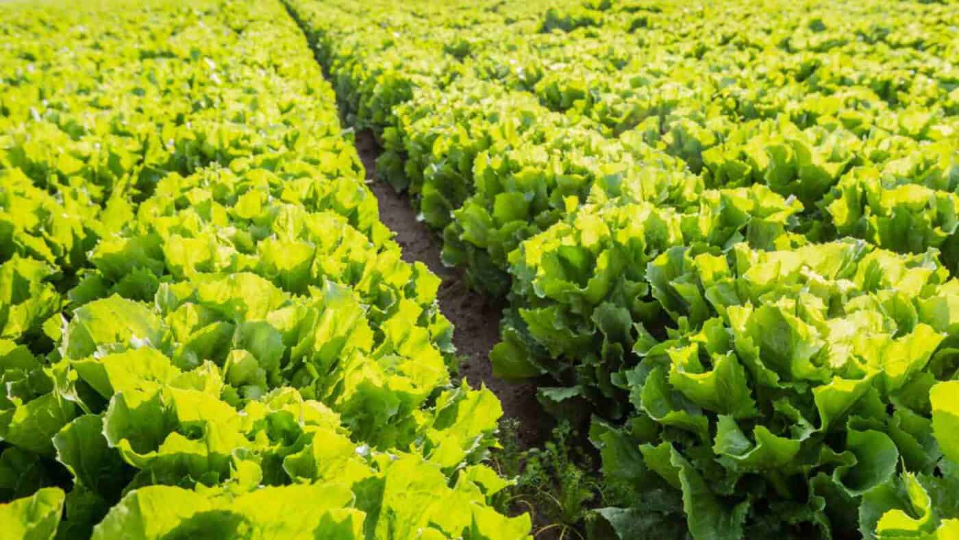 Endive: What is It, How Is It Grown, And How to Cook It