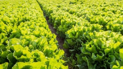 Endive: What is It, How Is It Grown, And How to Cook It