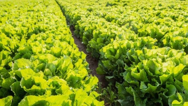 Endive: What is It, How Is It Grown, And How to Cook It