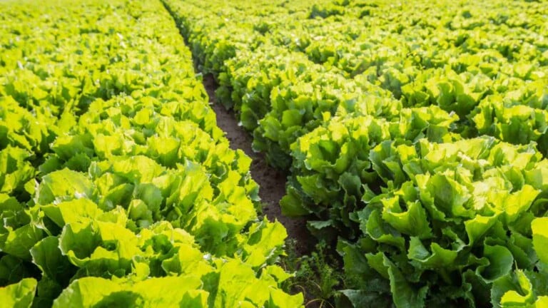 Endive: What is It, How Is It Grown, And How to Cook It