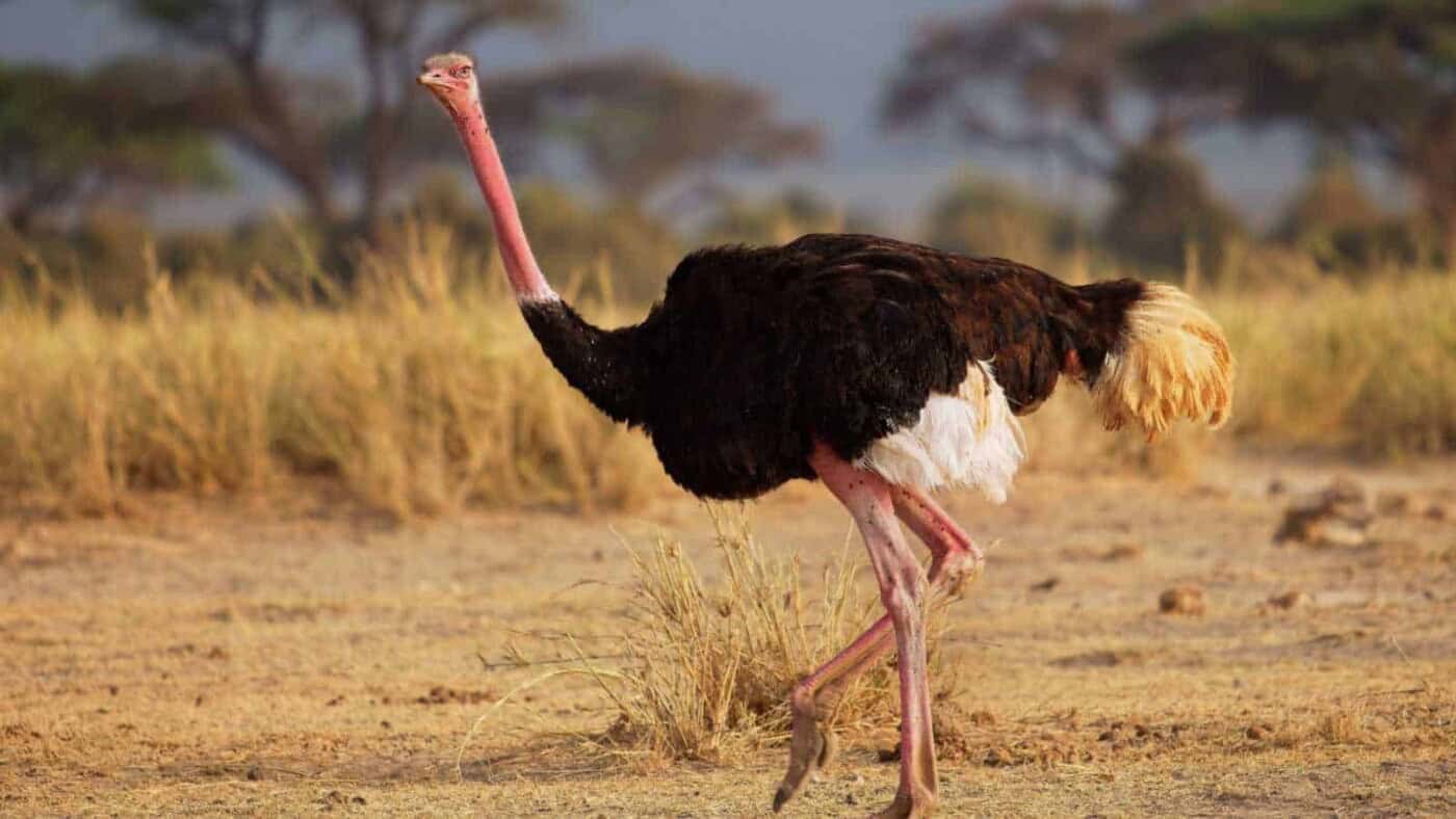 The 20 Dumbest Animals In The World Updated For 2024 