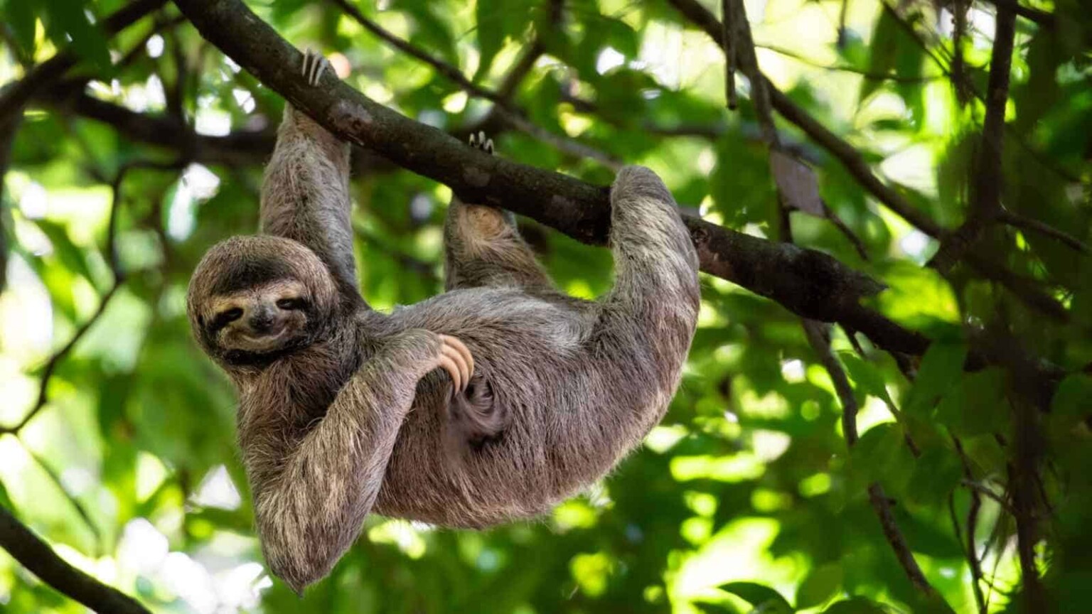 The 20 Dumbest Animals in the World (Updated for 2024)