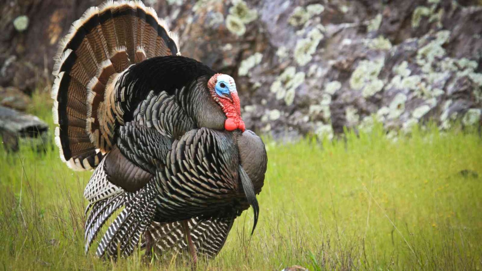 The 20 Dumbest Animals in the World (Updated for 2024)