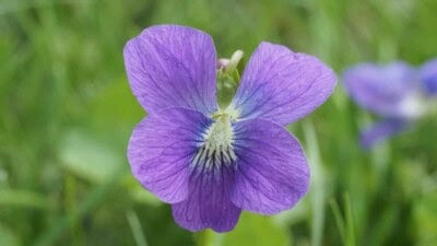 Violet Flower: How to Plant, Grow, and Care for Viola