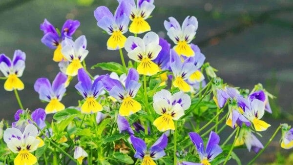 Violet Flower: How to Plant, Grow, and Care for Viola