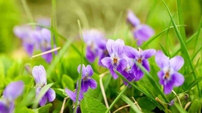 Violet Flower: How to Plant, Grow, and Care for Viola