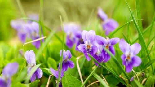 Violet Flower: How to Plant, Grow, and Care for Viola