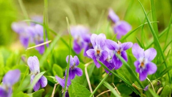Violet Flower: How to Plant, Grow, and Care for Viola