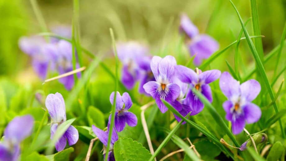 Violet Flower: How to Plant, Grow, and Care for Viola