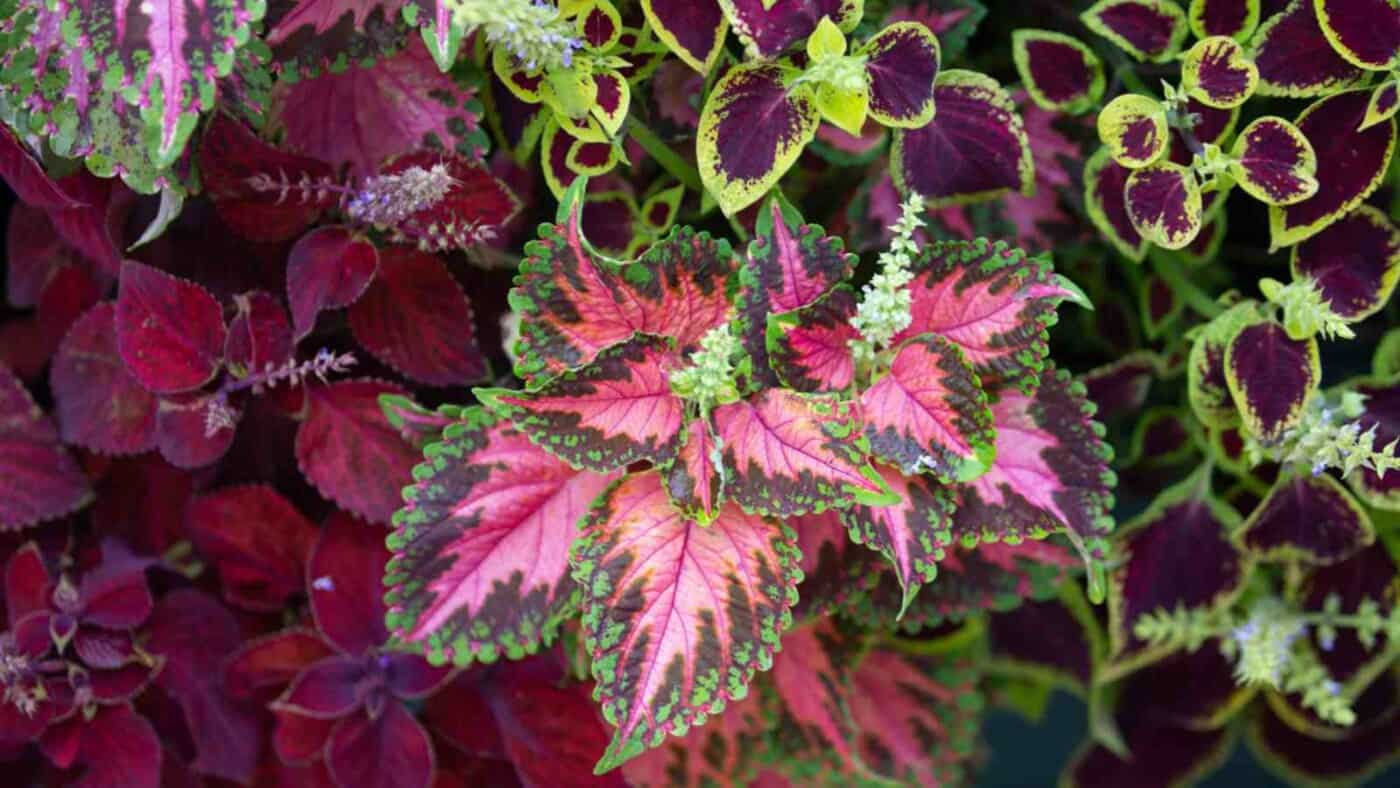 Coleus Guide: How to Grow and Care for Coleus Plants