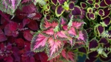 Coleus Guide: How to Grow and Care for Coleus Plants