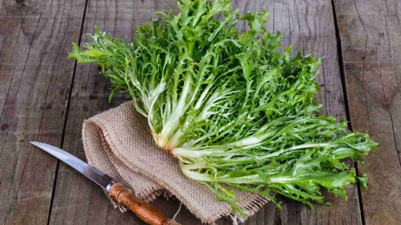 Endive: What is It, How Is It Grown, And How to Cook It