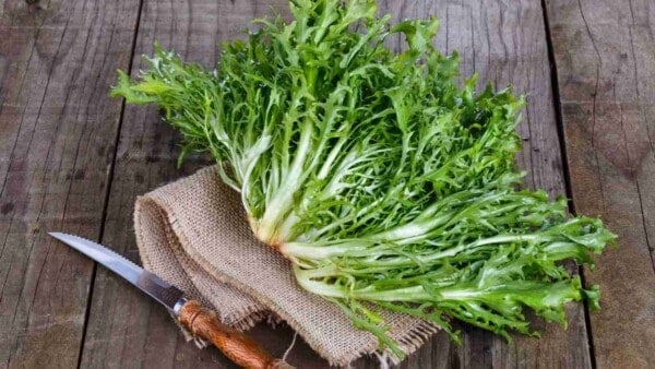 Endive: What is It, How Is It Grown, And How to Cook It
