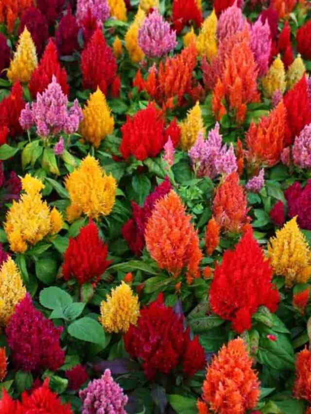 Celosia: How to Plant, Grow, and Care for Celosia Plants - Planet Natural