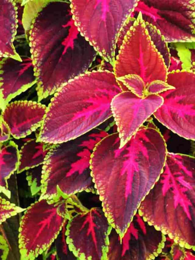 Coleus Guide: How to Grow and Care for Coleus Plants - Planet Natural