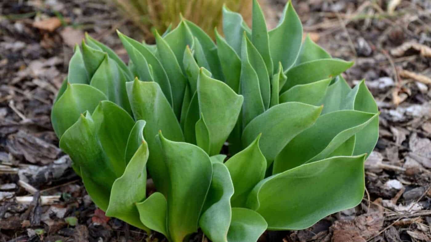 Hostas: How to Plant, Grow, and Care for Hosta Plants