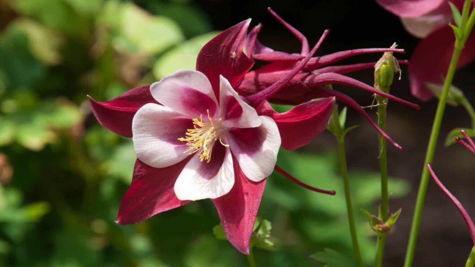 How to Plant, Grow, and Care for Columbine Flower Easily
