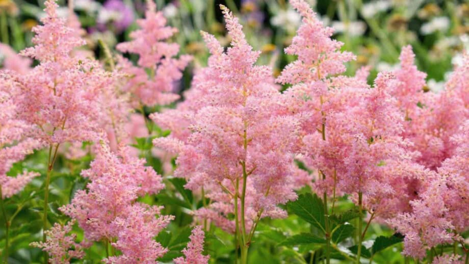 Astilbe Guide: How to Grow and Care for Astilbe Flowers