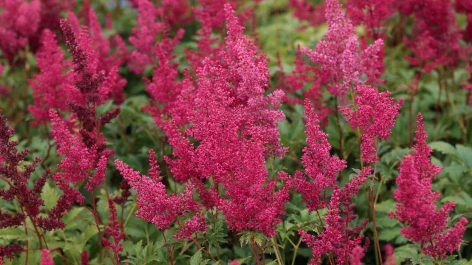Astilbe Guide: How to Grow and Care for Astilbe Flowers