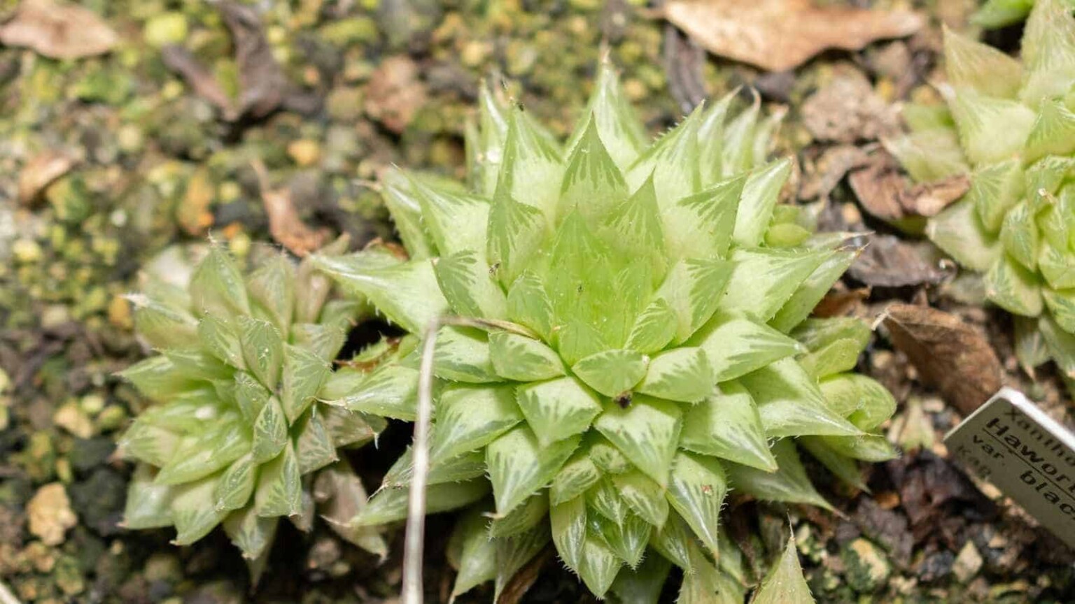How To Plant Grow And Care For Haworthia: Complete Guide
