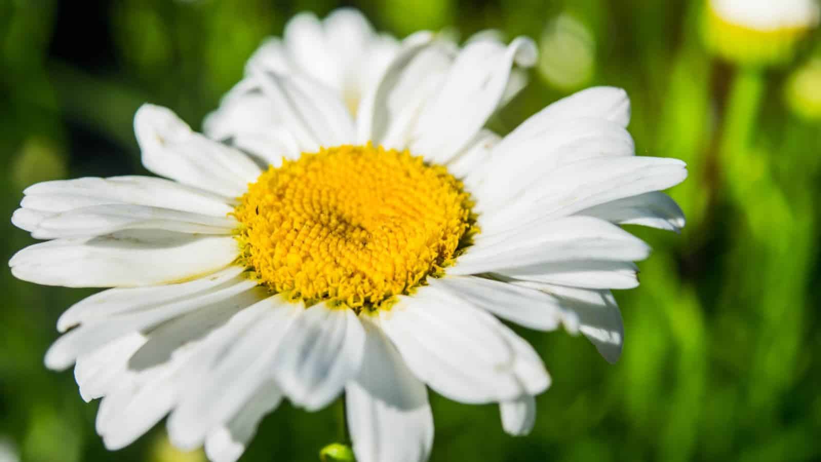 How to Plant, Grow, and Care for Shasta Daisy Flowers