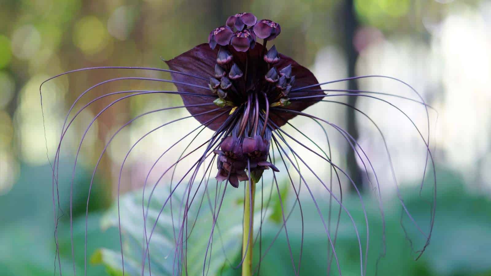 15 Rare Flowers Around the World — And Why They're So Rare