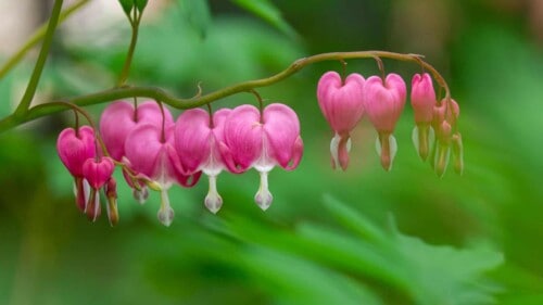 How to Plant, Grow, and Care for Bleeding Heart Flower