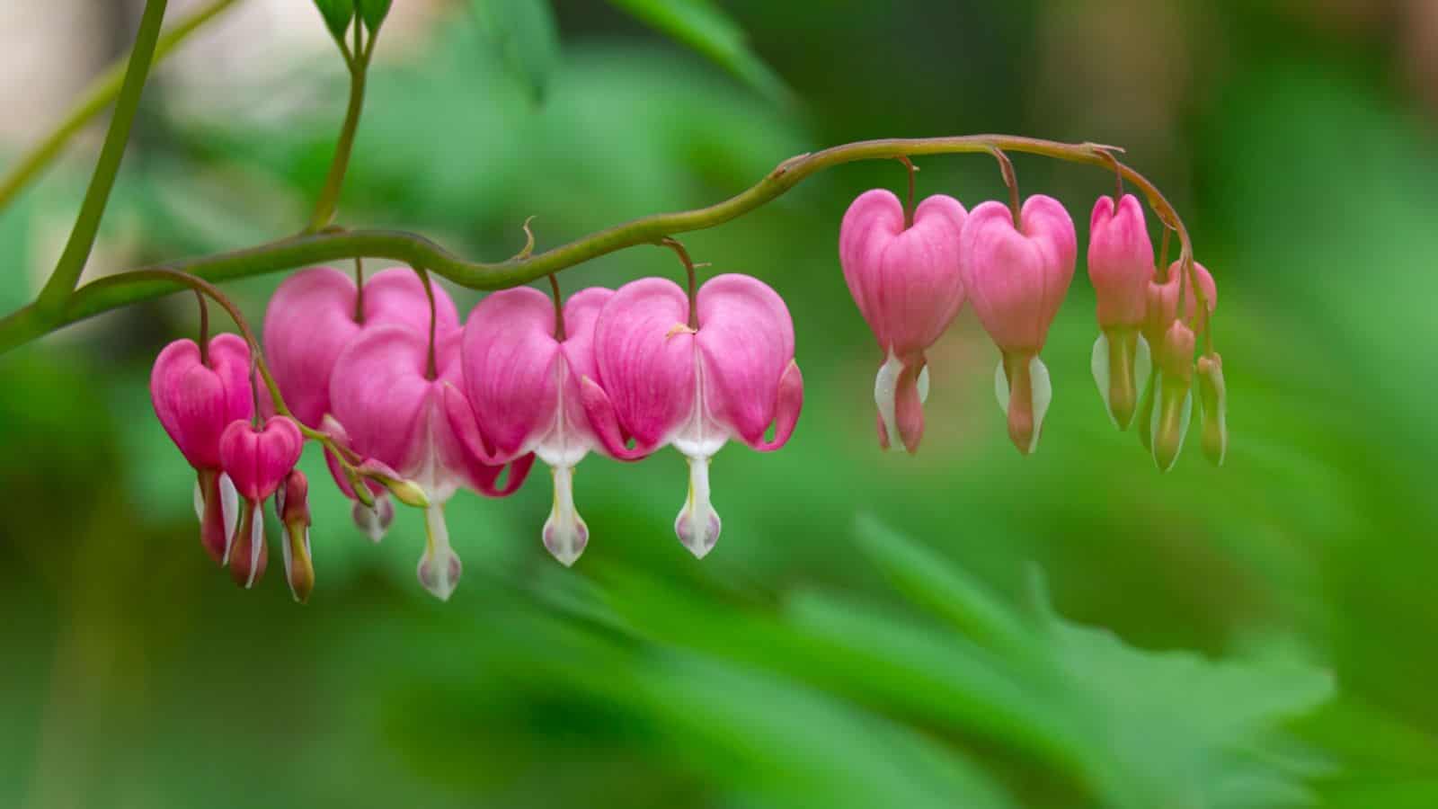How to Plant, Grow, and Care for Bleeding Heart Flower