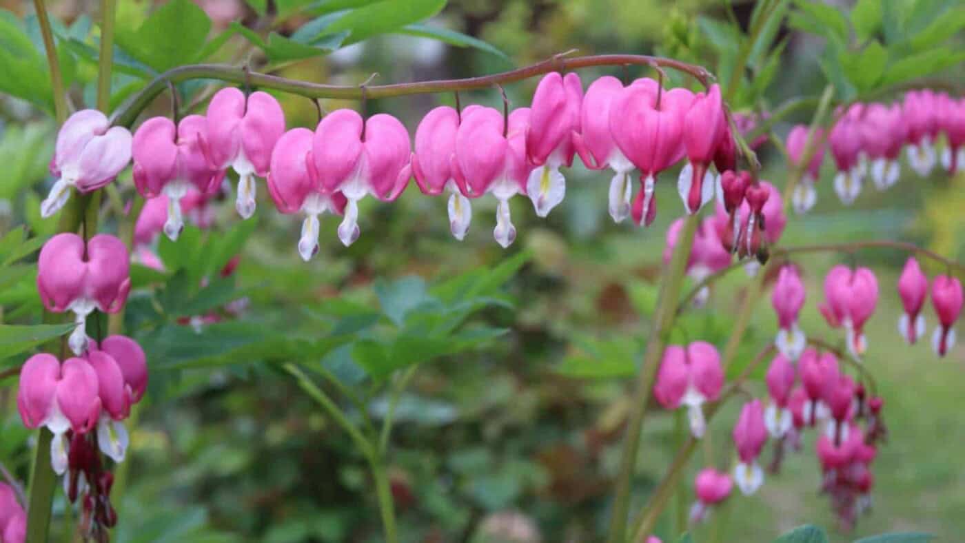 How to Plant, Grow, and Care for Bleeding Heart Flower