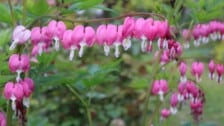 How to Plant, Grow, and Care for Bleeding Heart Flower