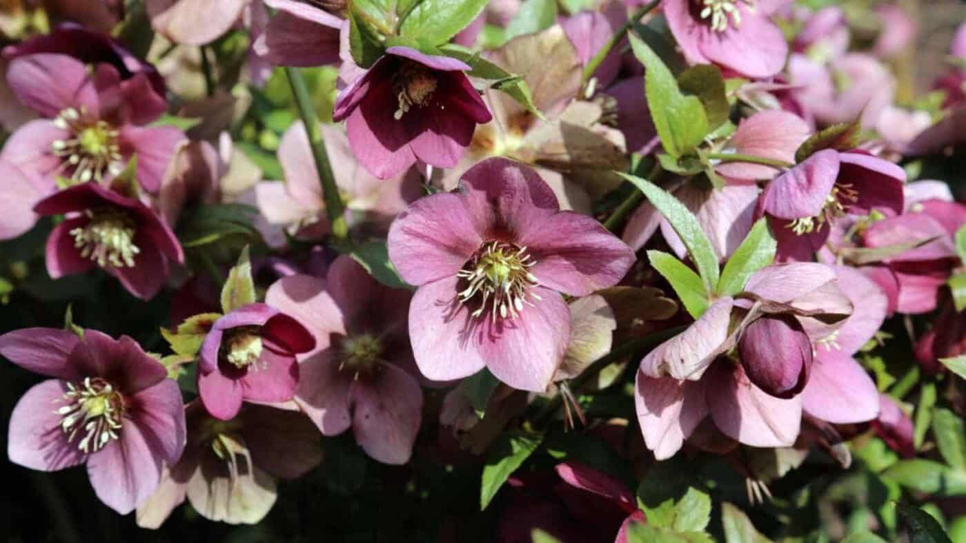 Lenten Rose: How to Grow and Care for Helleborus x Hybridus