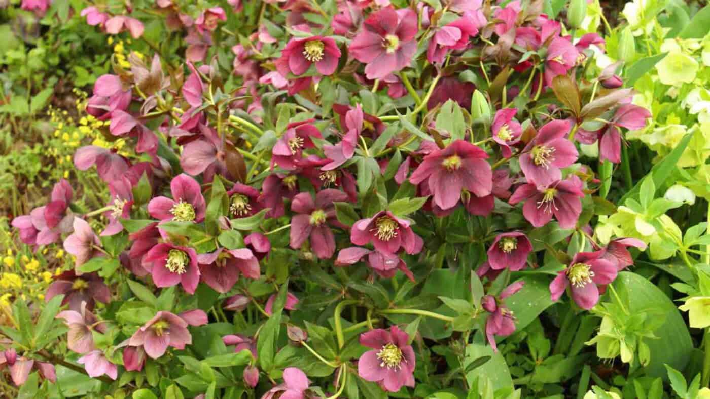 Lenten Rose: How to Grow and Care for Helleborus x Hybridus