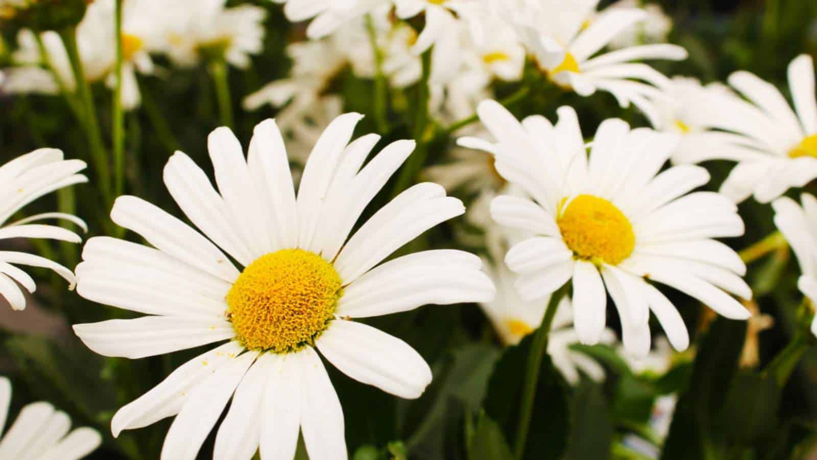 How to Plant, Grow, and Care for Shasta Daisy Flowers