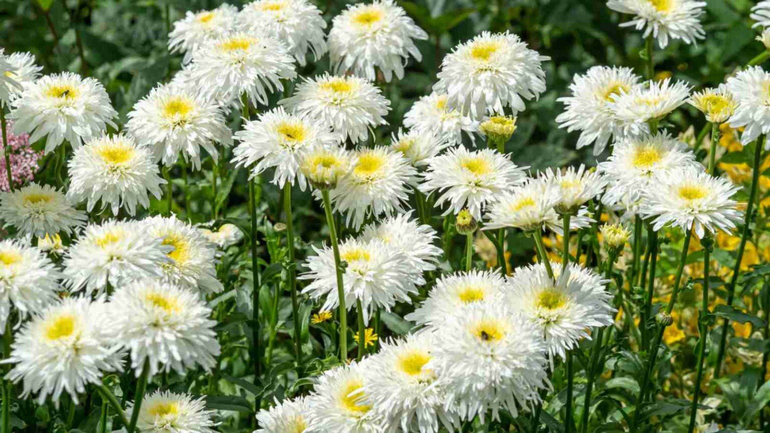How to Plant, Grow, and Care for Shasta Daisy Flowers